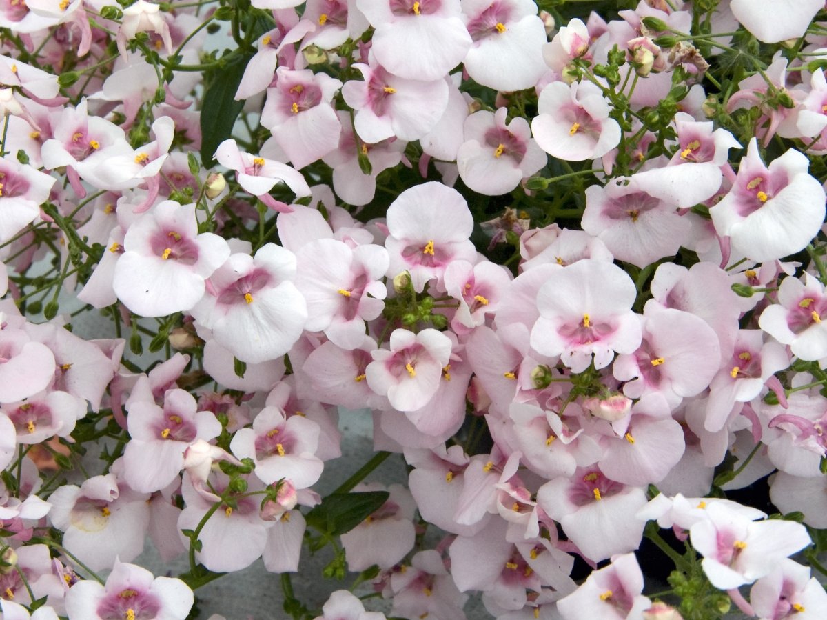 Diascia Piccadilly Appleblossom - Diascia / Tvillingblomst - Odenia.dk