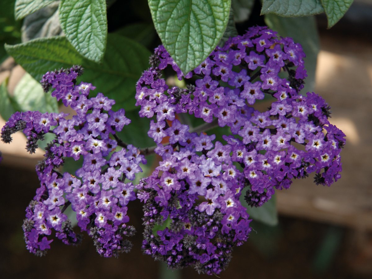 Heliotropium / Heliotrop